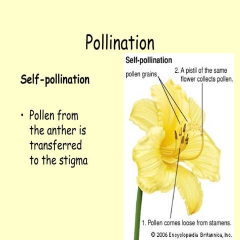 Pollination | PPT