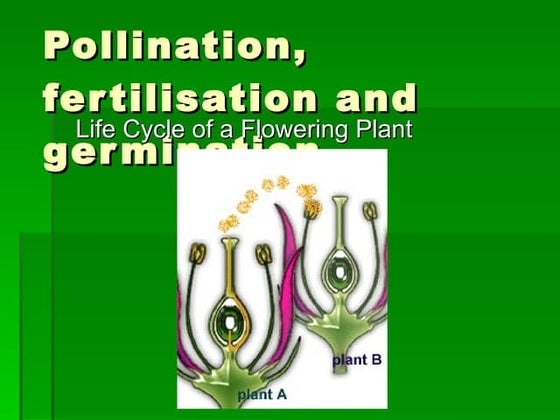 Life cycle of flowering plants | PPT