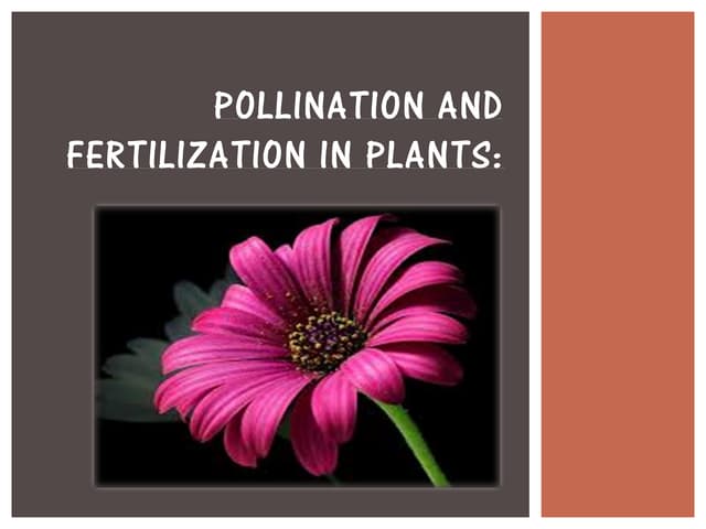 Fertilisation in plants | PPTX