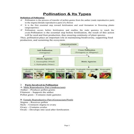 Pollination | PPTX