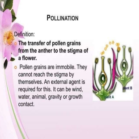 pollinations polinator, pollinizers.pptx