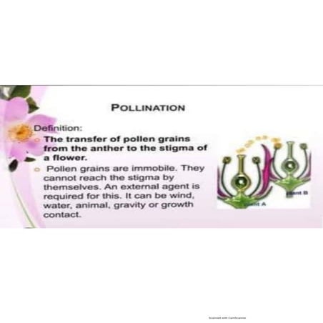 Pollination presentation.pdf