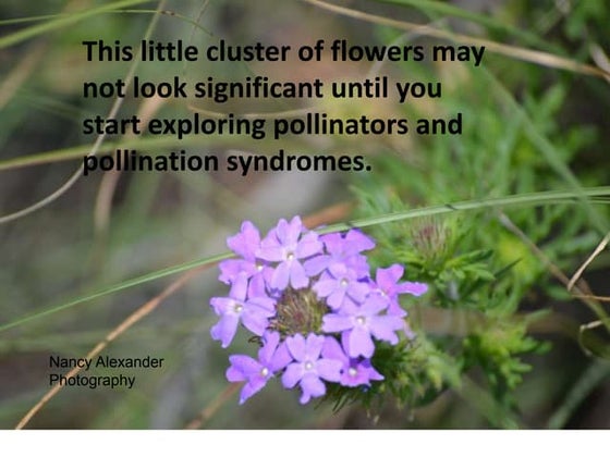 Pollinator phenology depends on level of specialization in Clarkia ...
