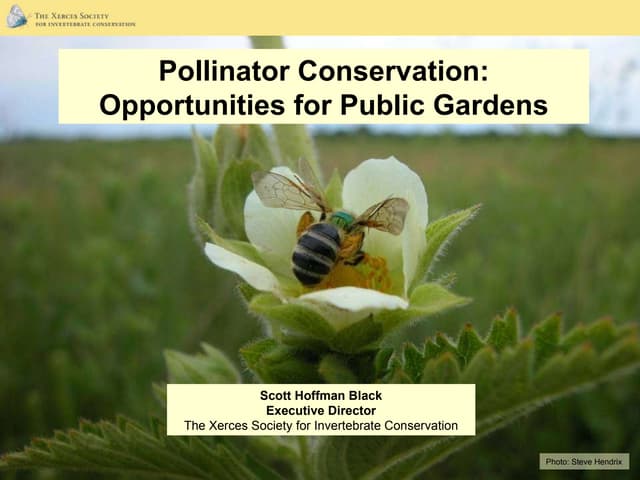 The pollinator project | PPTX