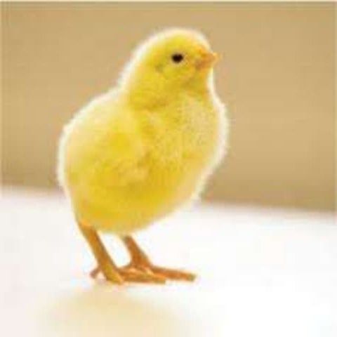 Pollito | PPTX