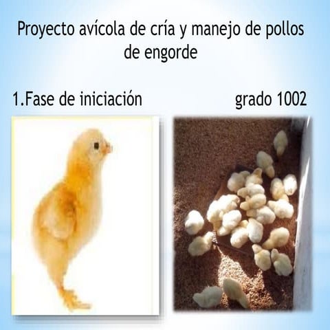 Pollos de engorde | PPTX