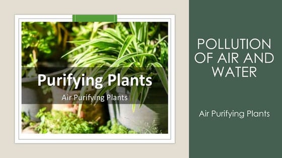 Air purifying indoor plants | PPT