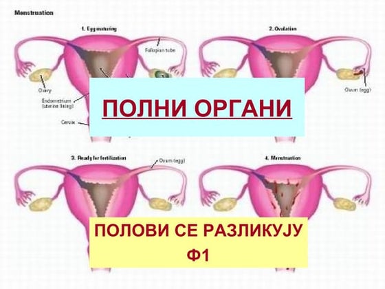 Gametogeneza | PPT