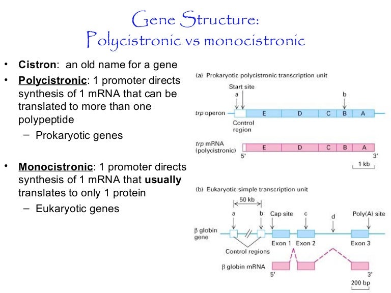 Polycistronic gene