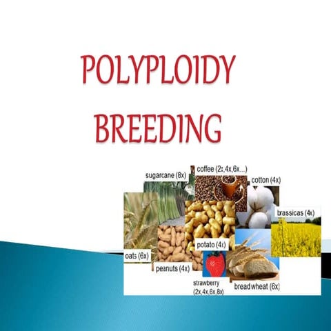Polyploidy Breeding Ppt