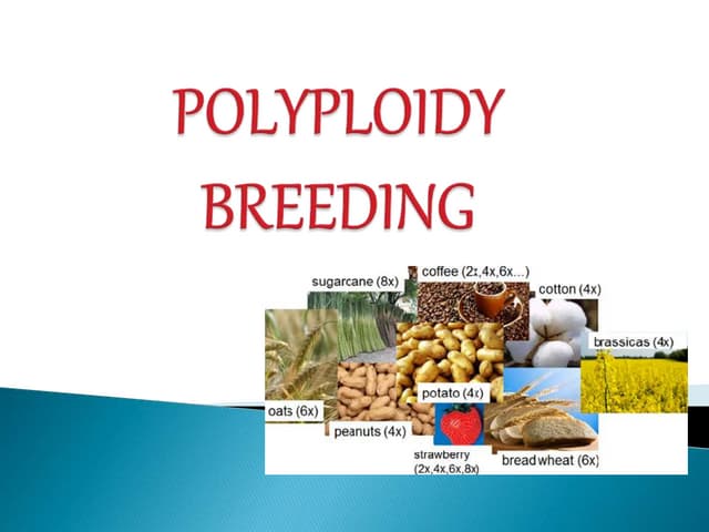 Polyploidy Breeding Ppt