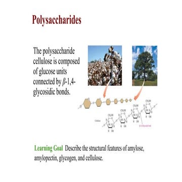 Polysaccharides presentation