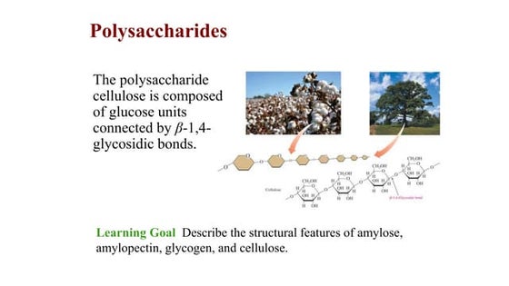 Fischer projections of monosaccharides | PPTX