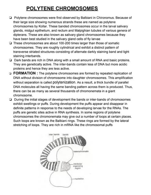 Polytene Chromosomes | PDF | Biological Sciences | Science