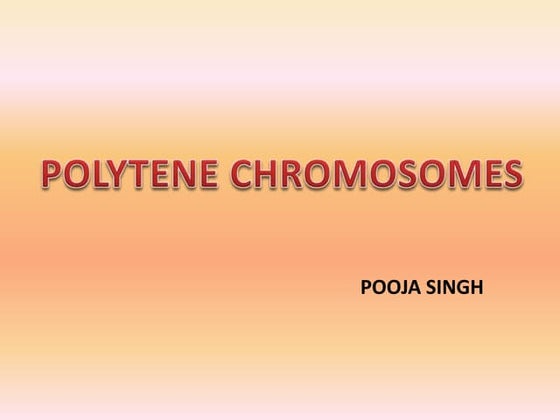 Polytene Chromosomes | PDF