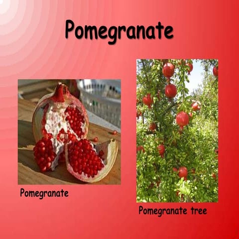 Pomegranate powerpoint | PPTX