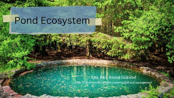 Pond ecosystem | PDF | Fish and Aquariums | Pets