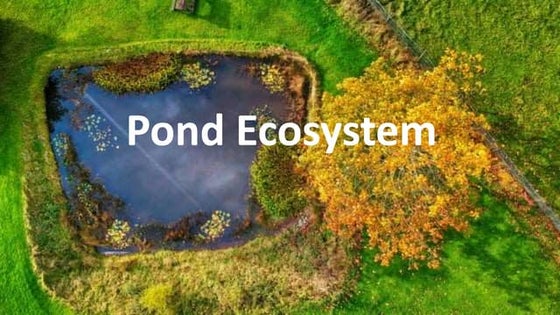 Pond Ecosystem Pdf