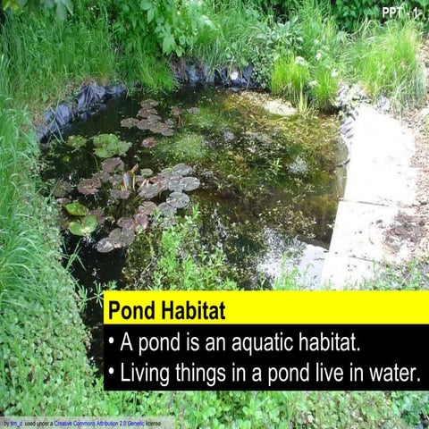 Pond habitat | PPT