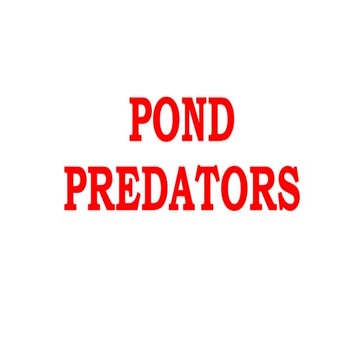 POND PREDATORS | PPTX