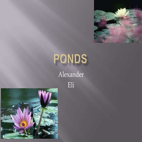 Ponds | PPT