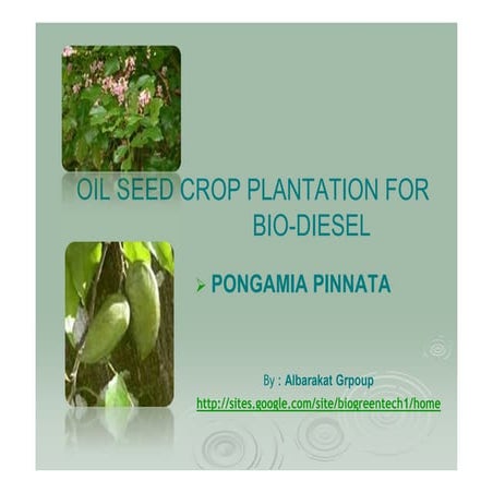 Pongamia pinnata | PDF