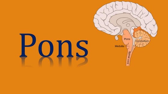 Medulla, Reticular Formation, Thalamus, and Hippocampus | PPT