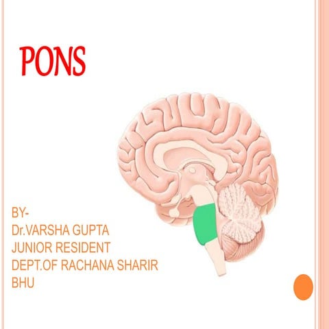 Pons | PPTX | Brain and Nervous System Disorders | Diseases and Conditions
