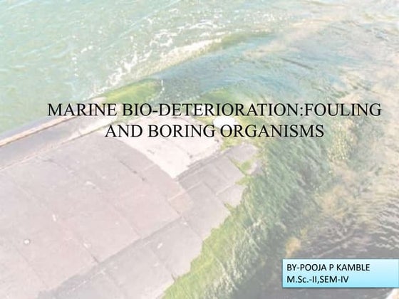 Marine food chain | PPTX
