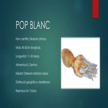 Pop blanc | PPTX