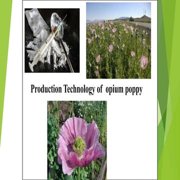 production technology of opium poppy | PPTX