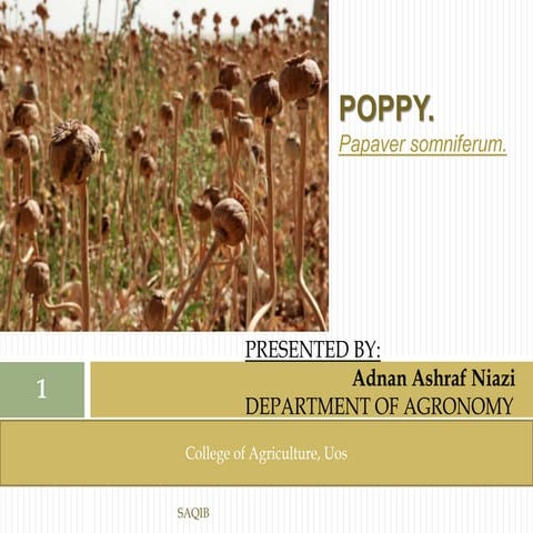 Production Technology of Poppy | PPTX