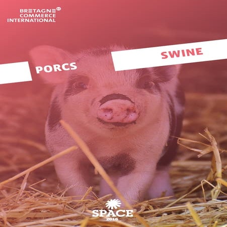 Life Cycle Swine Nutrition | PDF