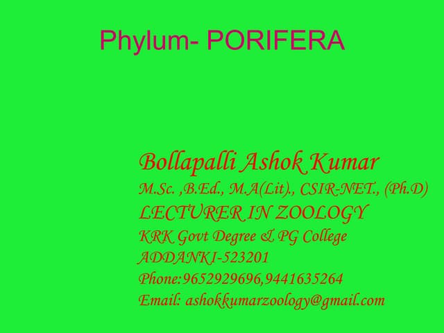 Phylum Porifera - Sycon | PPTX