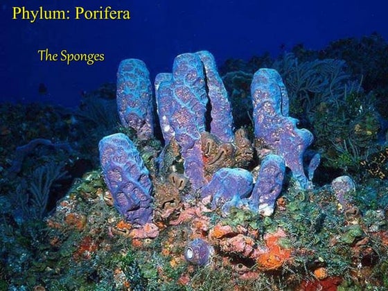 Phylum porifera | PPTX