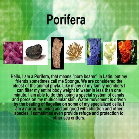 Porifera.Ppt