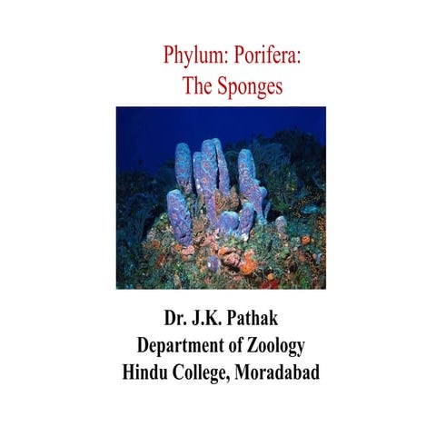Porifera by DR .J.k Pathak department of zoology | PPT
