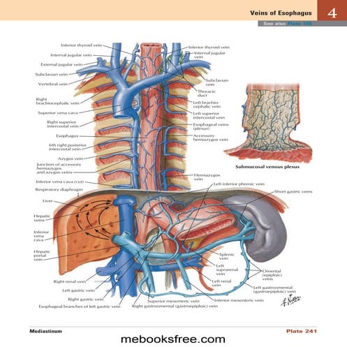 Cat Dissection Arteries Model