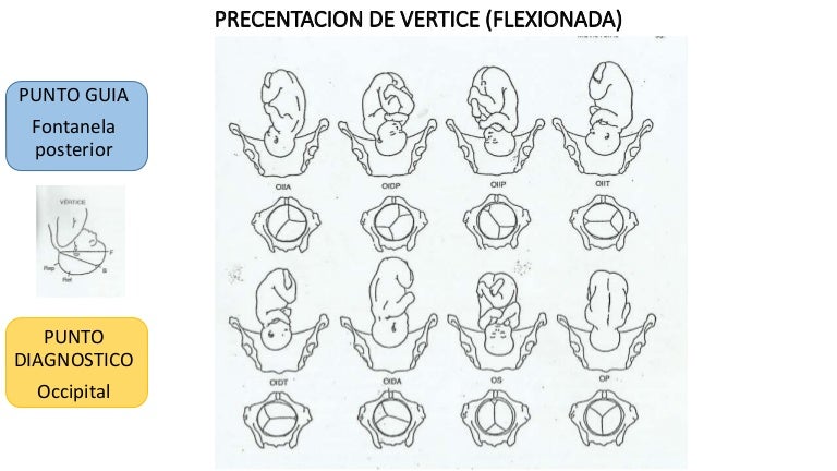 Posicion fetal
