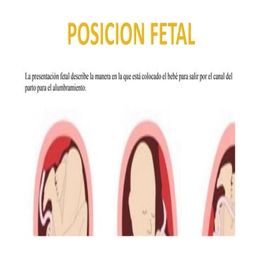 Conceptos obstétricos (Situación, presentación, actitud de posición del ...