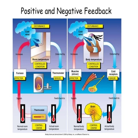 Positive And Negative Feedback | PPT