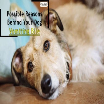 Possible reasons behind your dog vomiting bile | PPTX