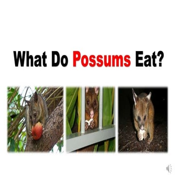 Possums Diet: Food That Wild Possums Eat | PPT