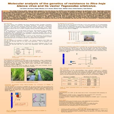 8th Internation Wheat Conference E.Alwan poster | PDF
