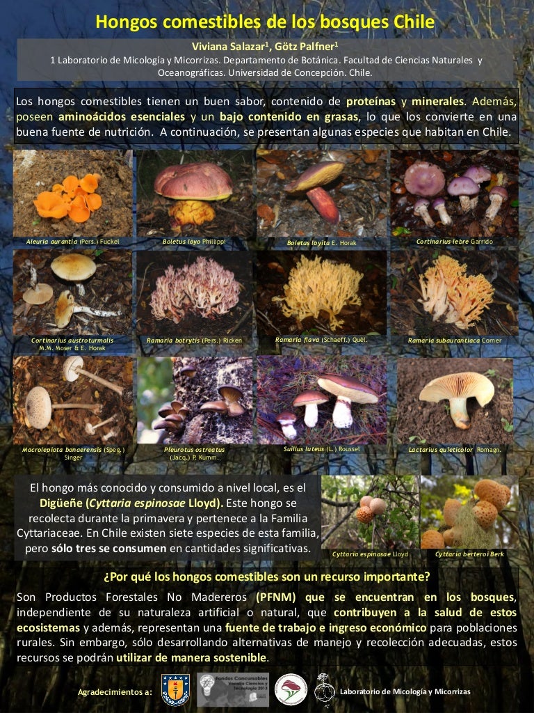 Poster Hongos Comestibles de Chile