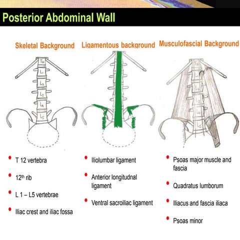 Posterior Abdominal Wall YAYDAR.ppt