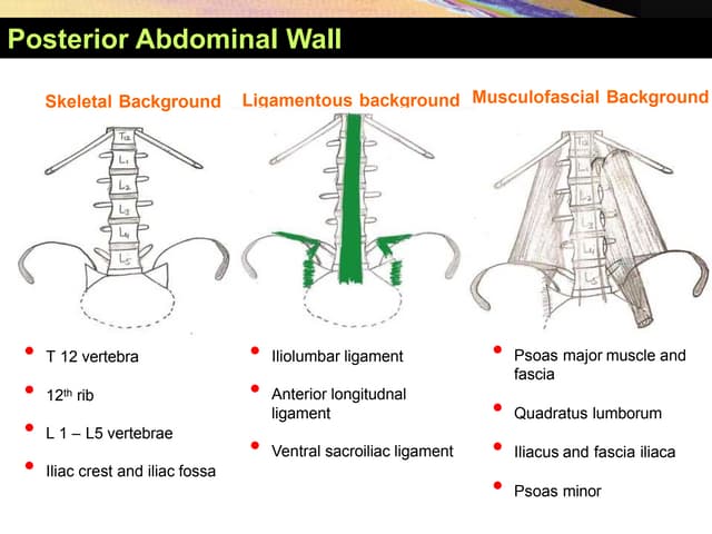 posterior abdominal wall.pdf