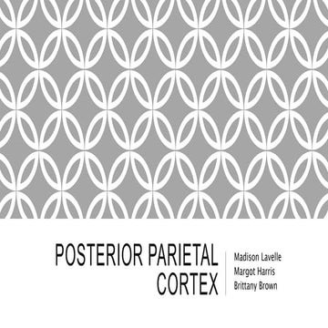 Posterior Parietal Cortex | PPTX | Brain and Nervous System Disorders ...