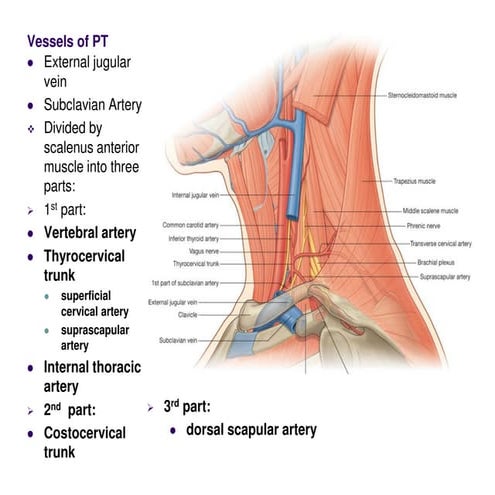 posterior_triangle_2.pdf