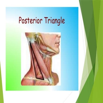 POSTERIOR TRIANGLE OF THE NECK_021505.pptx